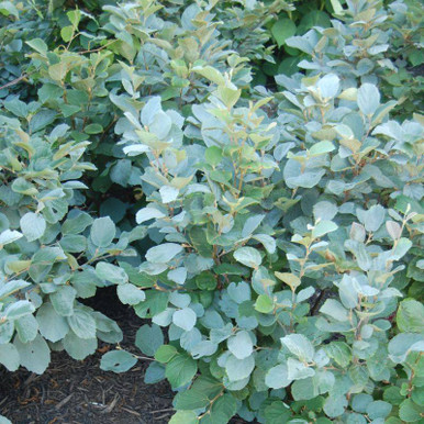 Fothergilla 'BLUE SHADOW' #3 - Cofer's Home & Garden