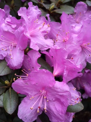 Rhododendron PJM #2 - Cofer's Home & Garden