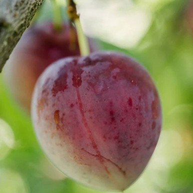 PLUM OX HEART #5 - Cofer's Home & Garden