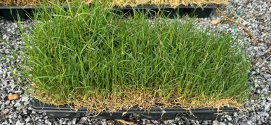 SOD PLUGS BERMUDA 8PK - Cofer's Home & Garden