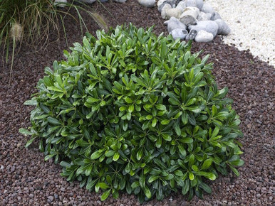 Pittosporum 'WHEELERS DWARF ' #3 - Cofer's Home & Garden