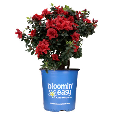 Azalea Ever After™ Ruby #3 - Cofer's Home & Garden