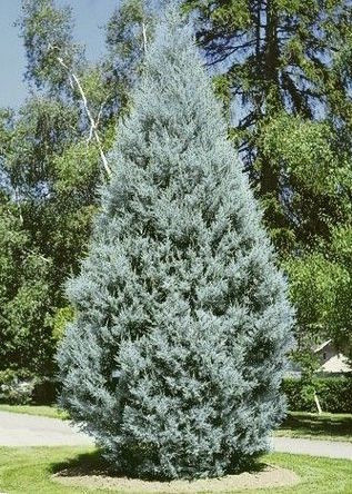 Cypress ' BLUE ICE' #7 - Cofer's Home & Garden