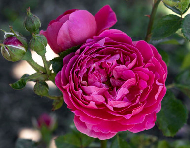 Rose PowerPuff Pink® #3 - Cofer's Home & Garden