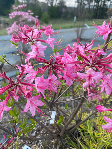 AZALEA NATIVE PINK ALABAMA #3 - Cofer's Home & Garden
