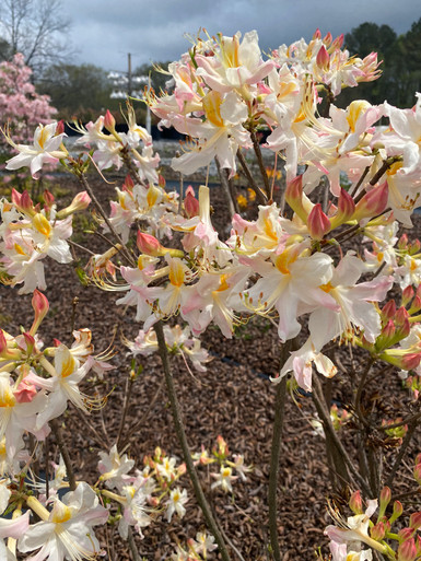 AZALEA NATIVE HIGH TIDE #3 - Cofer's Home & Garden