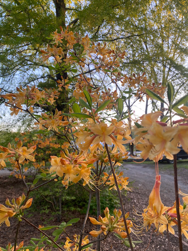 AZALEA NATIVE MY MARY #7 - Cofer's Home & Garden