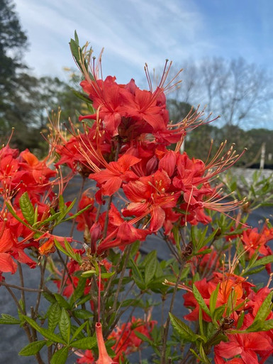 AZALEA NATIVE BRICK RED #1 - Cofer's Home & Garden
