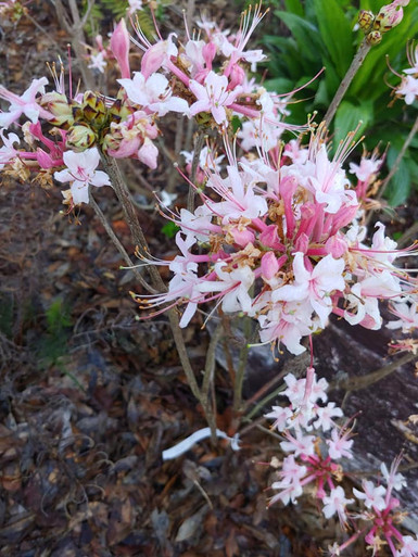 AZALEA NATIVE CANESCENS #3 - Cofer's Home & Garden