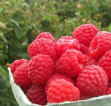 RASPBERRY NOVA #1 - Cofer's Home & Garden