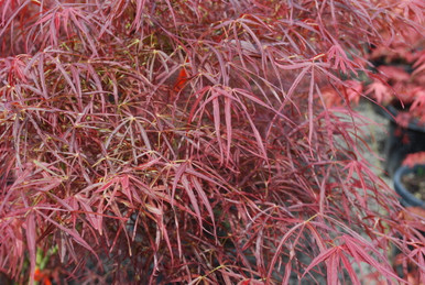 Japanese maple ' RED PYGMY ' #2 - Cofer's Home & Garden