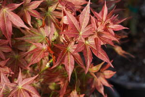 Japanese maple ' RUBY STARS ' #1 - Cofer's Home & Garden