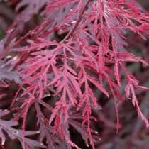 Japanese maple 'SCARELT PRINCESS' #3 - Cofer's Home & Garden