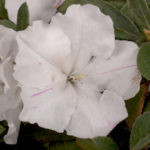 Encore® Azalea Autumn Lily™ 1 Gallon - Cofer's Home & Garden