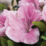 Encore® Azalea Autumn Sweetheart™3 Gallon - Cofer's Home & Garden