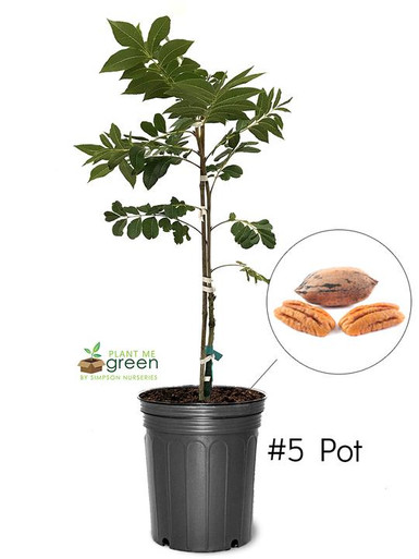 Pecan Sumner 5 Gallon - Cofer's Home & Garden