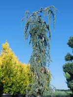 Cedar Atlas Pendula Serpentine 2 Gallon - Cofer's Home & Garden