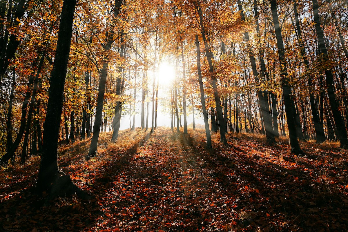 The Best Ways to Enjoy Fall Foliage in the Pacific Northwest (2024 ...