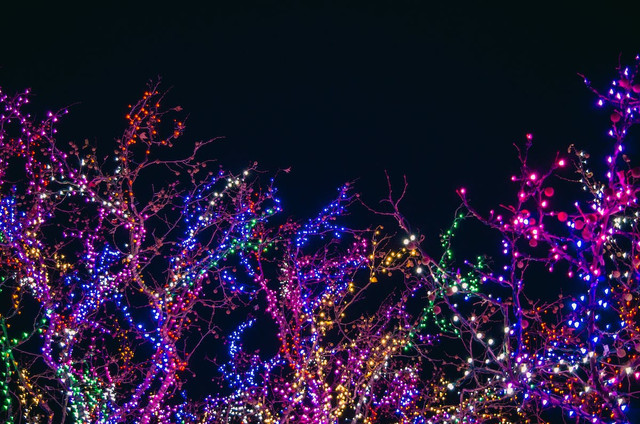 Must See Holiday Lights in Seattle | 2023 - Cutter & Buck