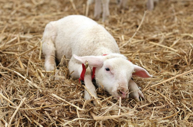 Cox Agri Gambrel Sheep and Goat Restrainer - Homestead Farm Supplies