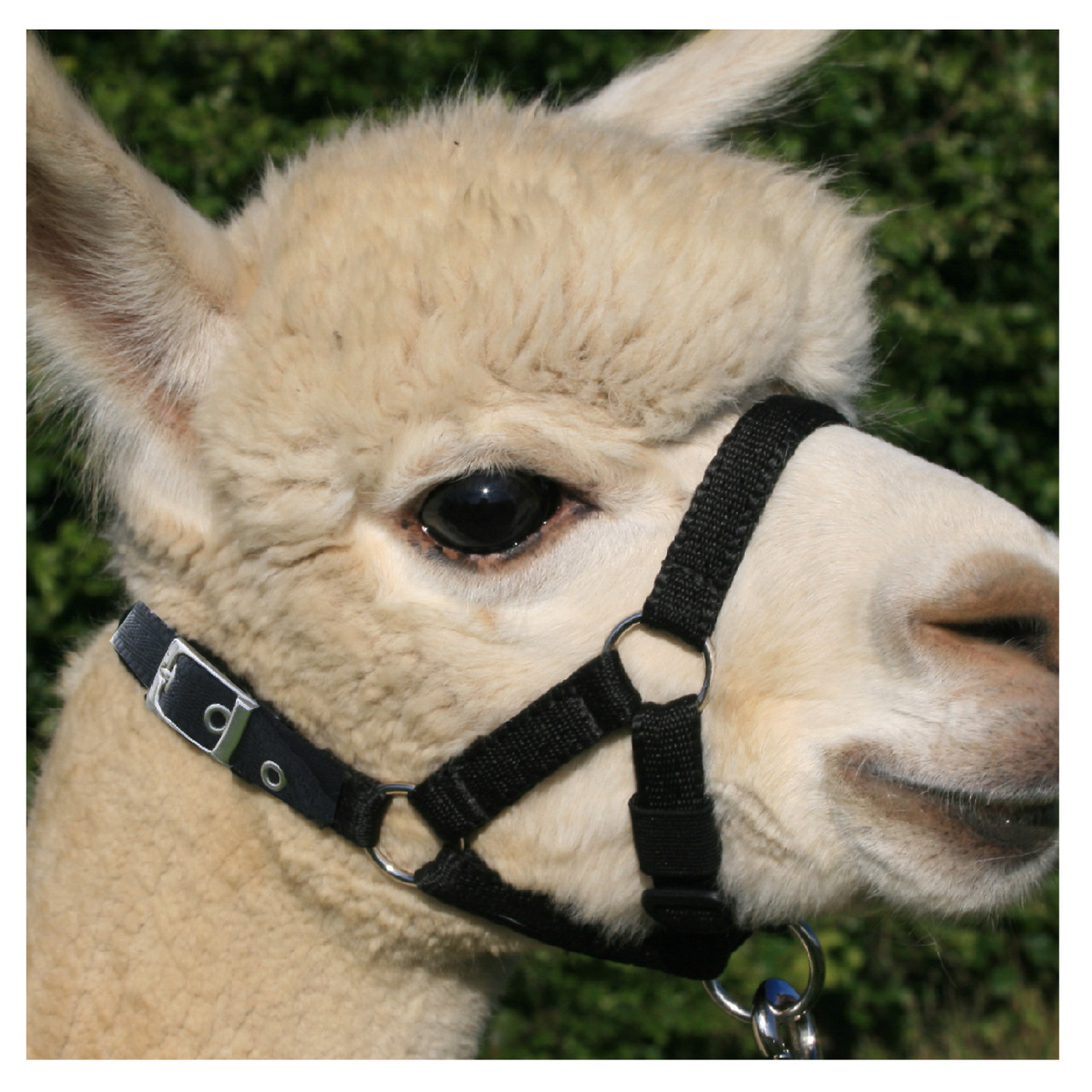 Alpaca Headcollar Buckle Fastening - With Lead - SPECIAL OFFER ...