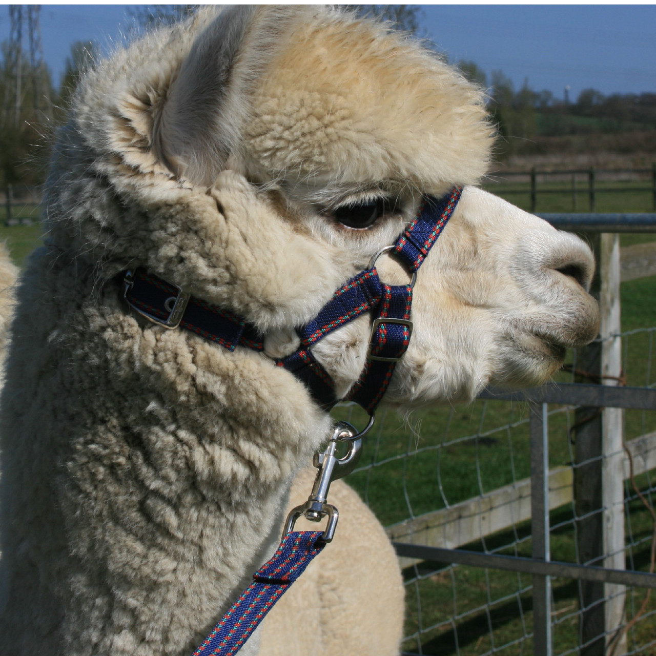 Alpaca Headcollar Buckle Fastening - With Lead - SPECIAL OFFER ...