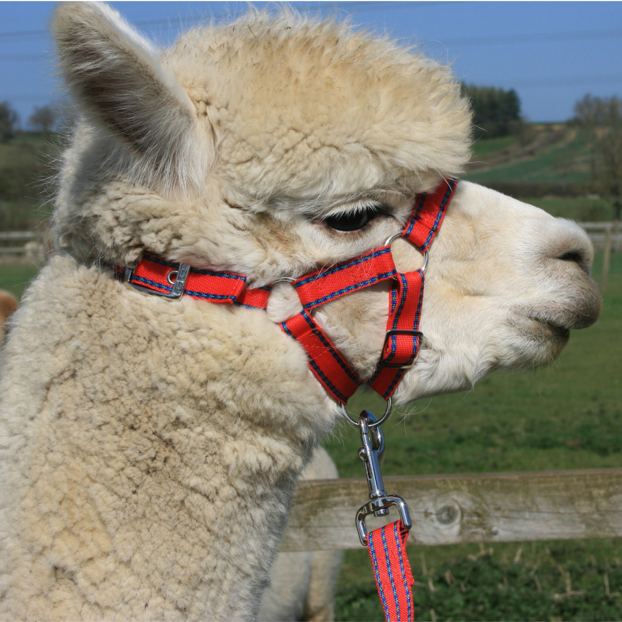 Alpaca Headcollar Buckle Fastening - With Lead - SPECIAL OFFER ...