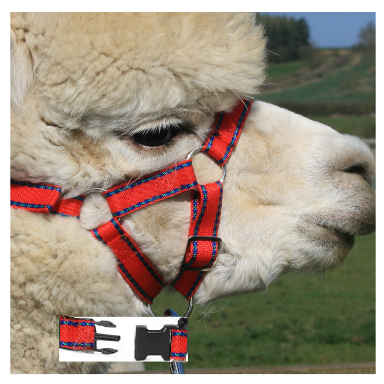 Alpaca Snap Fastening Headcollar - With Lead - SPECIAL OFFER ...