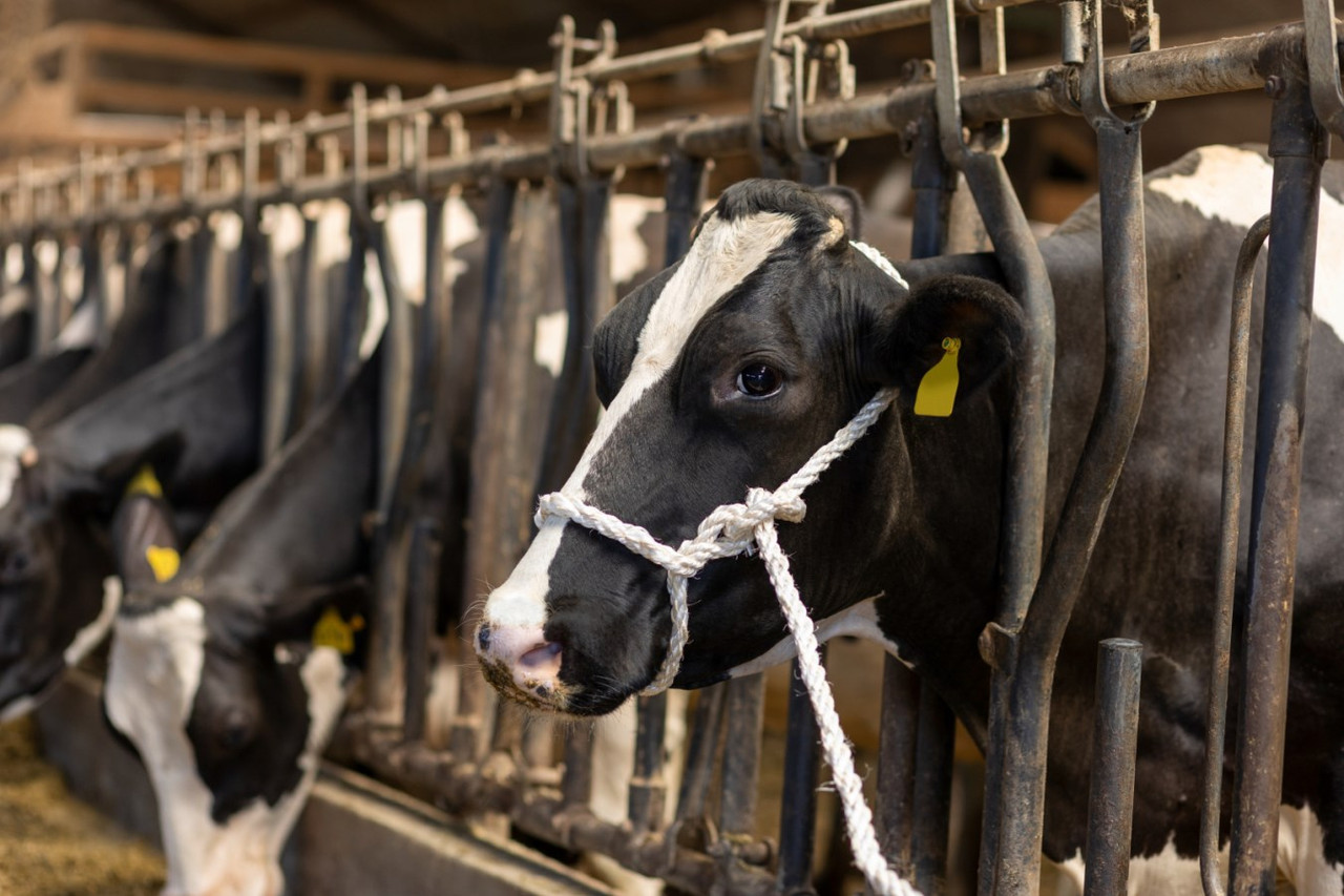 Kerbl Cattle Rope Halter - Homestead Farm Supplies