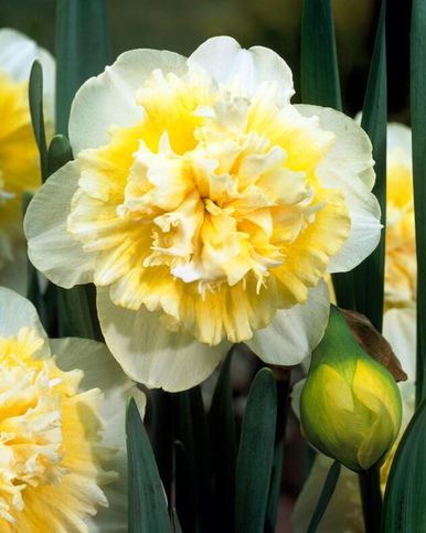 Narcissi Double 'Ice King'