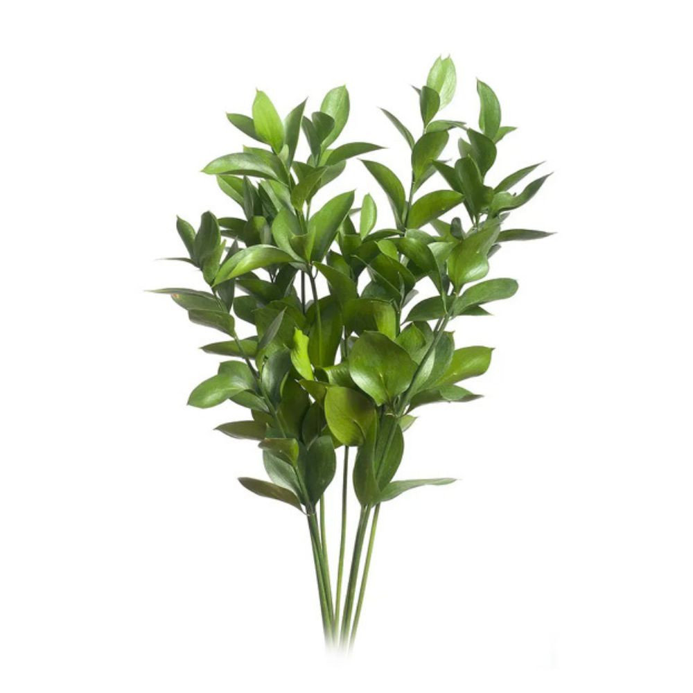 ISRAELI RUSCUS BU. - Field of Flowers