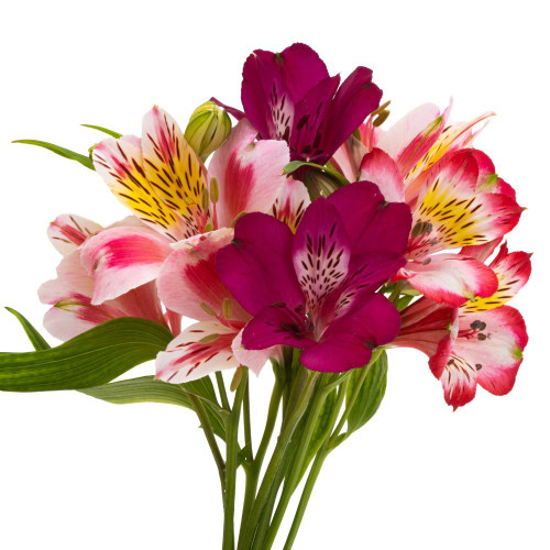ALSTROMERIA 10 STEM BU. - Field of Flowers