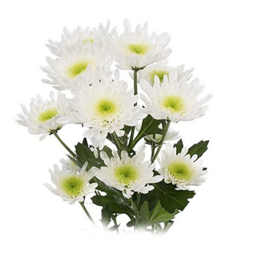 MUM SPRAY DAISY/ CUSHION/ BUTTON. - Field of Flowers