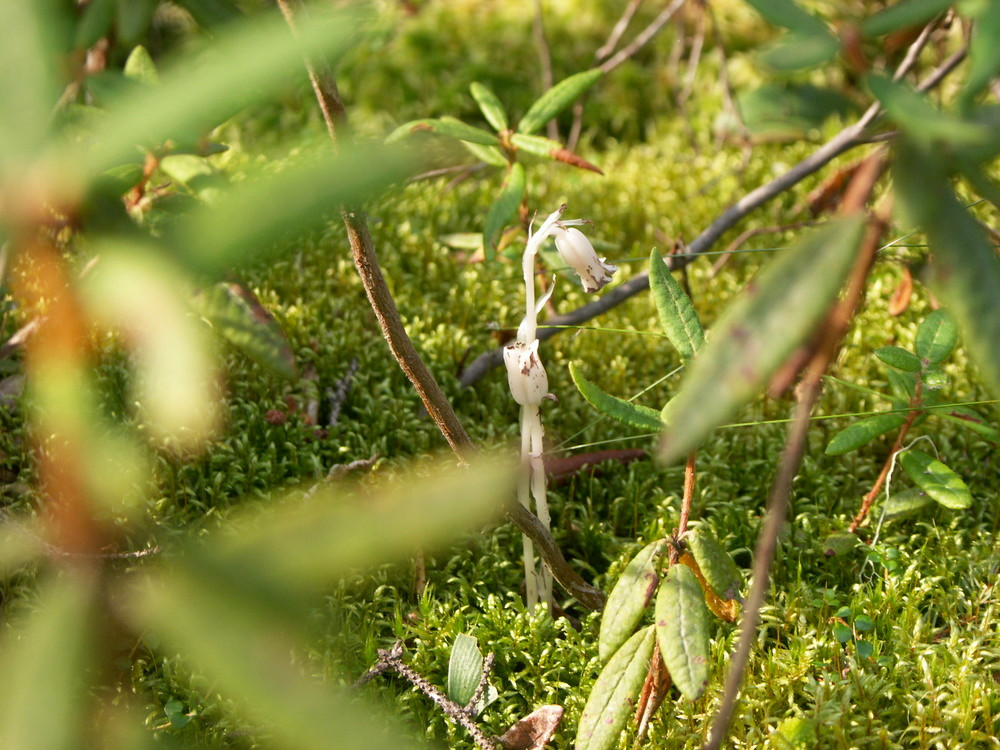 Indian Pipe - Great Lakes Sacred Essences