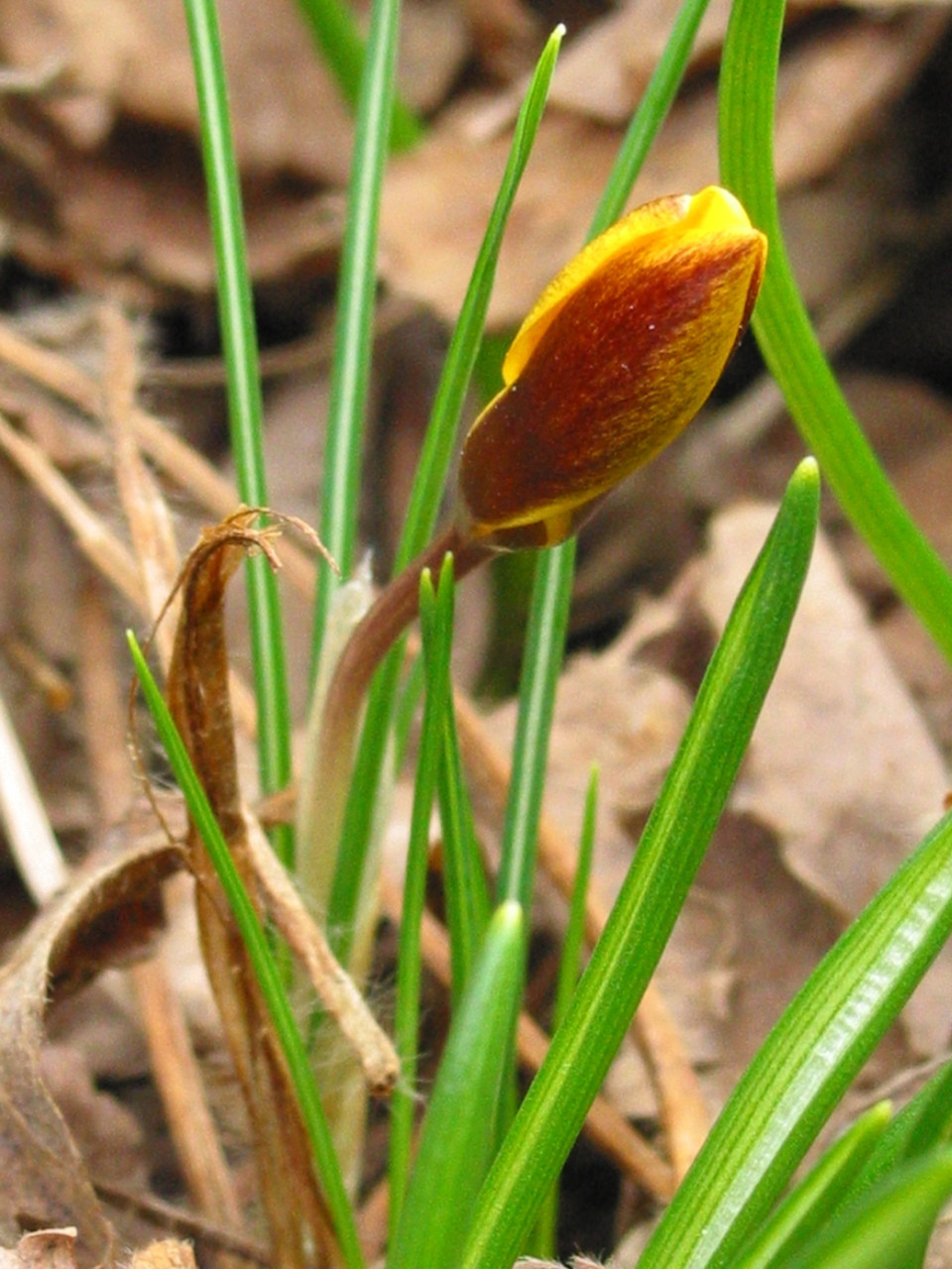 Yellow Crocus - Great Lakes Sacred Essences
