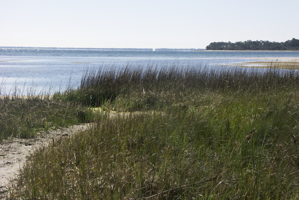 Glasswort
