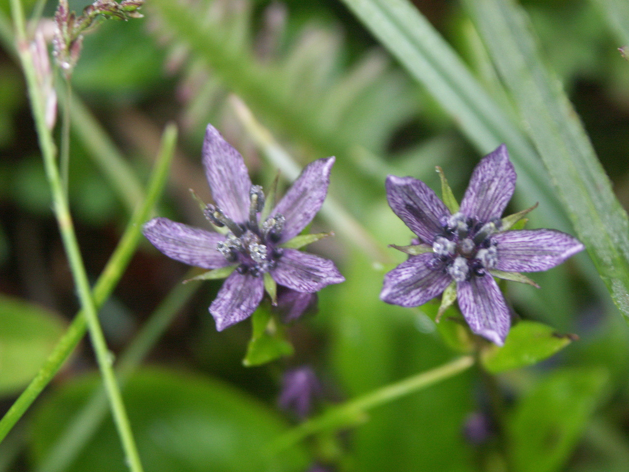 Star Gentian - Great Lakes Sacred Essences