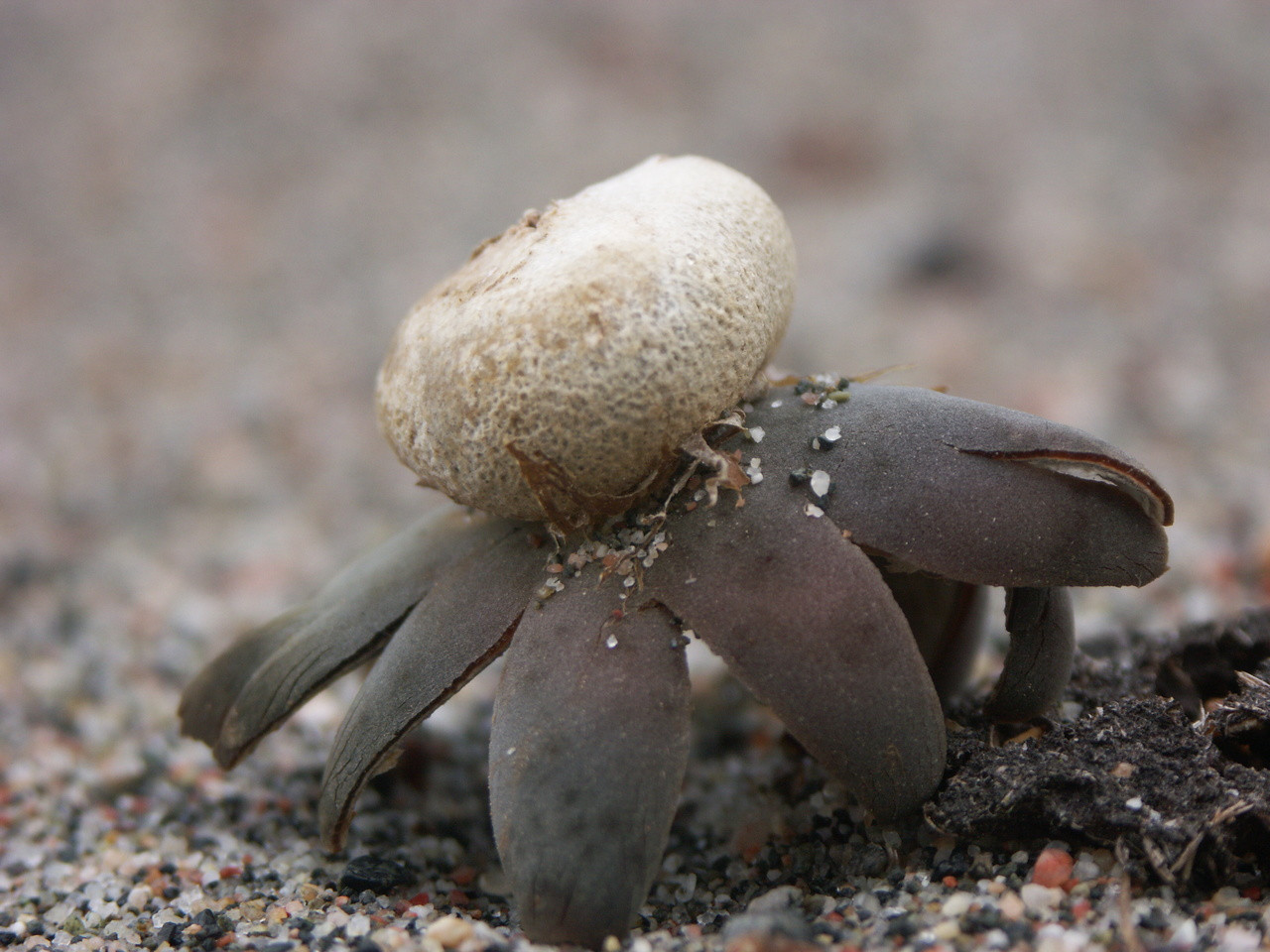 Earth Star - Great Lakes Sacred Essences