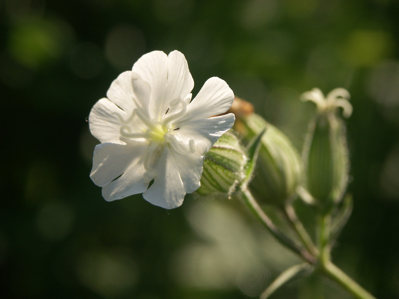 White Campion - Great Lakes Sacred Essences