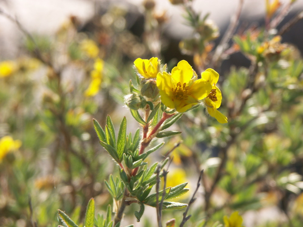 Shrubby Cinquefoil - Great Lakes Sacred Essences