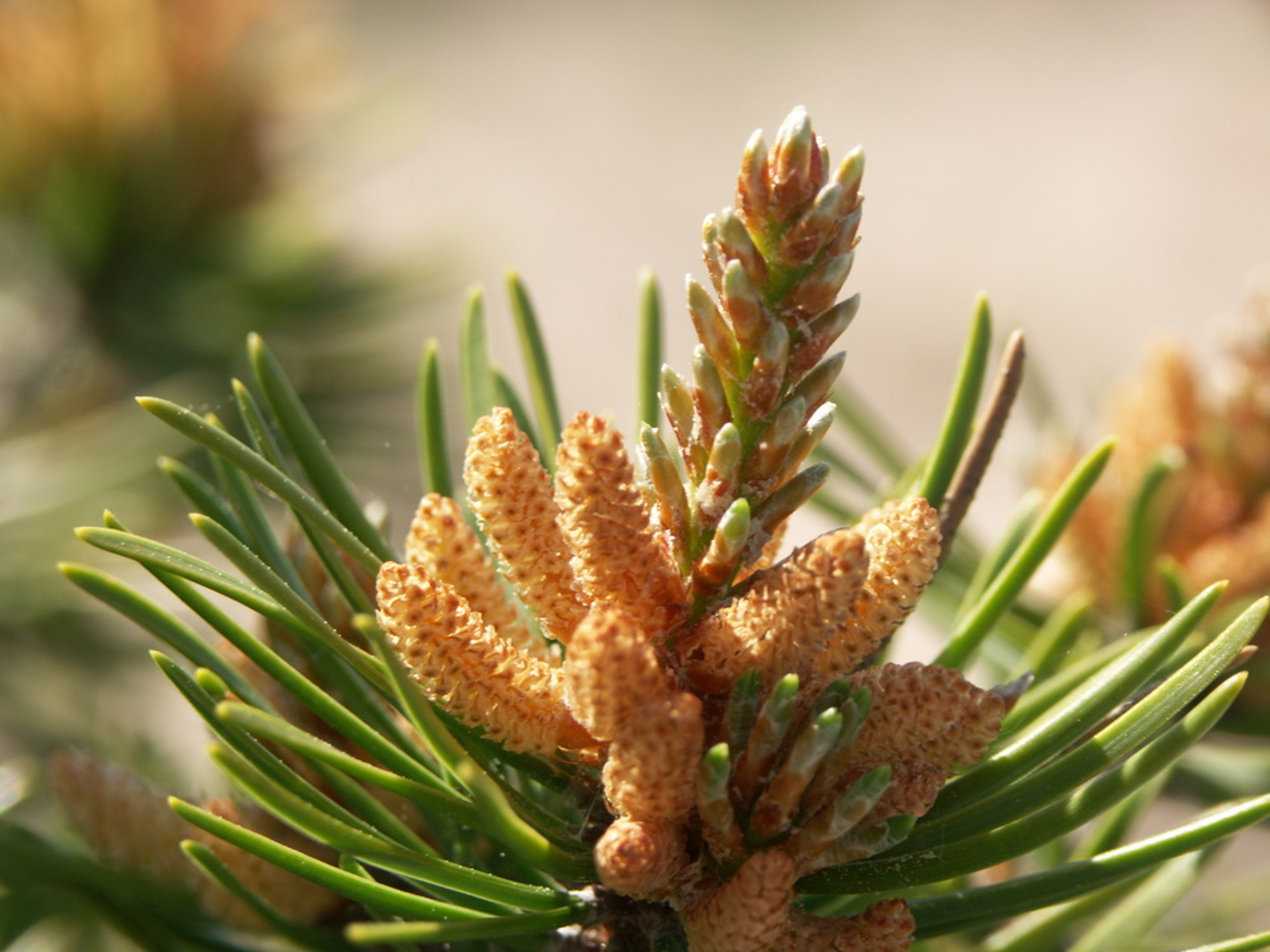 Old Growth White Pine - Great Lakes Sacred Essences