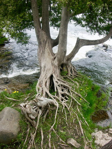 Ancient White Cedar - Great Lakes Sacred Essences