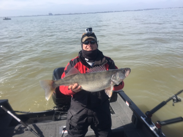 30 Inch 11 pound walleye caught in front of Edison Plant - Walleye ...