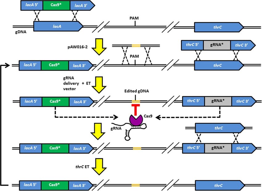 CRISPR/Cas9 Gene Editing Kits: Unlocking the Genome - AGTC Bioproducts Ltd.