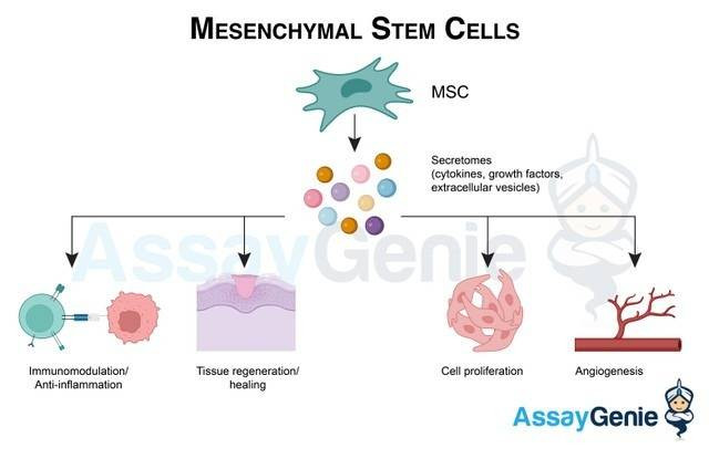 間葉系幹細胞: 再生医療の最前線をナビゲートする - Assay Genie Japan