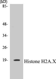 Histone H2A.X Colorimetric Cell-Based ELISA Kit (CBCAB00081)