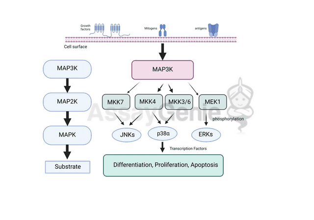 MAPKシグナル伝達：マイトジェン刺激経路の解明 - Assay Genie Japan