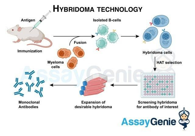 ハイブリドーマ技術: 抗体生産に革命を起こす - Assay Genie Japan