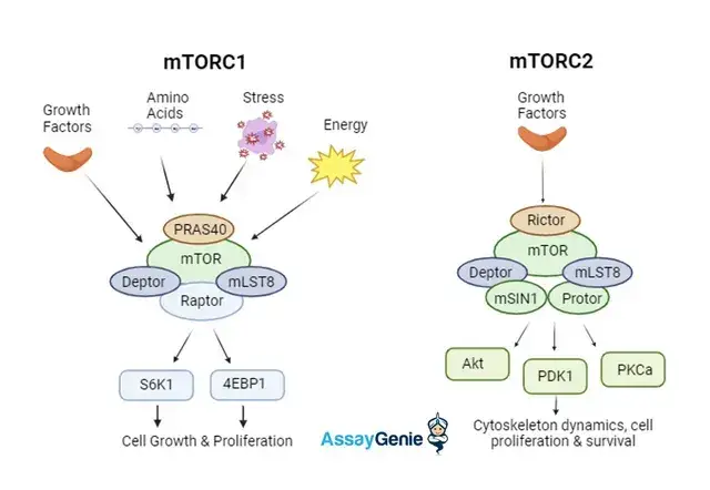 mTOR シグナル伝達経路の理解: 細胞の成長と代謝における重要な役割 - Assay Genie Japan