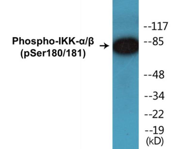 IKK-alpha/beta (Phospho-Ser180/181)Colorimetric Cell-Based ELISA Kit (CBCAB00231)